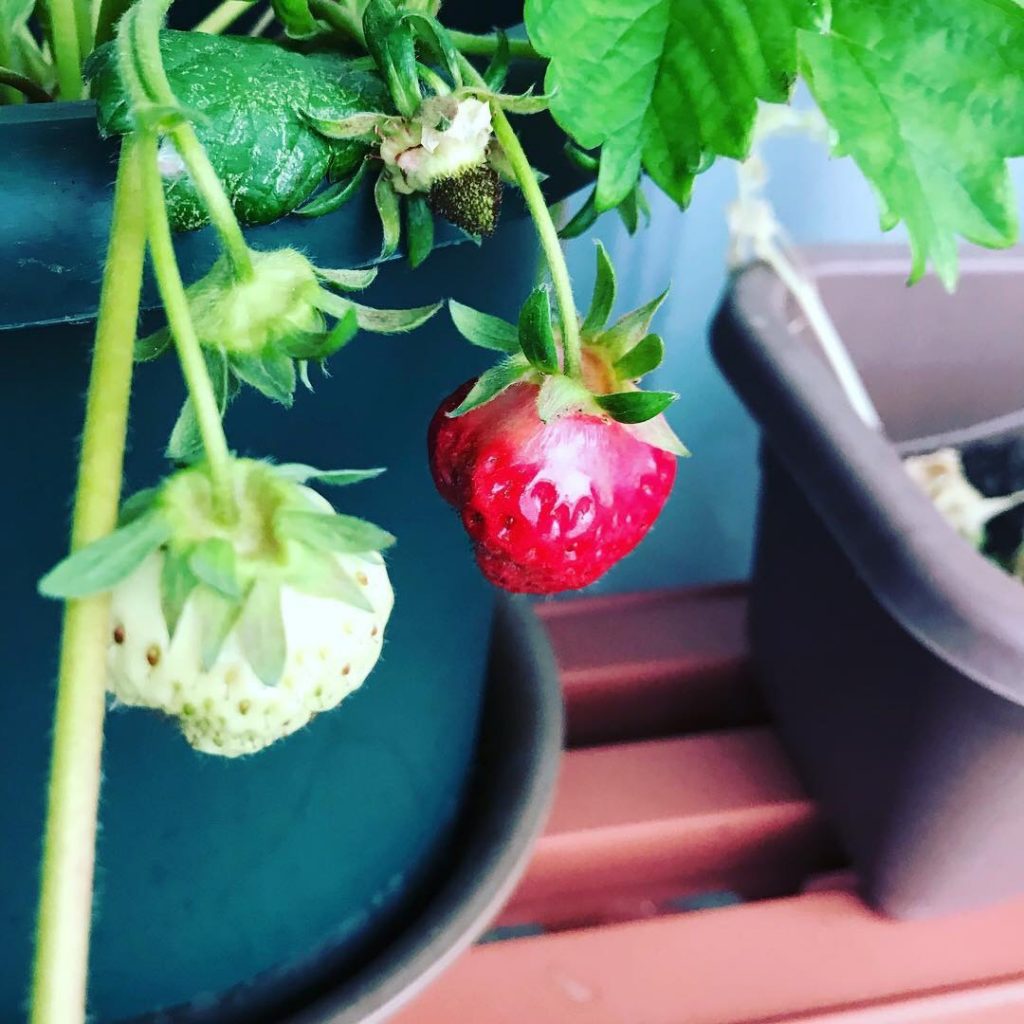 Planty To Do In Japan – AJET CONNECT