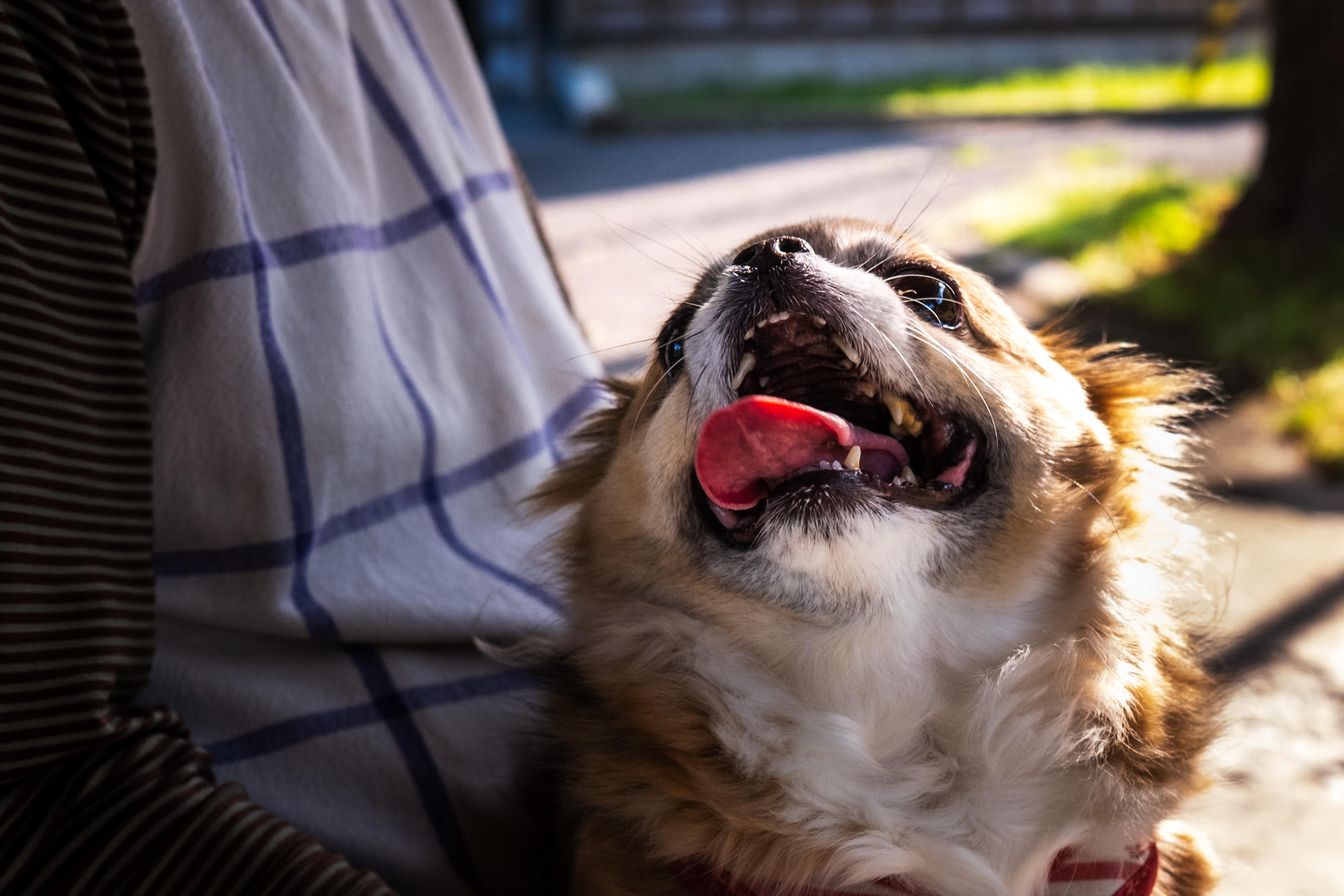 New Places, New Animal Friends – AJET CONNECT